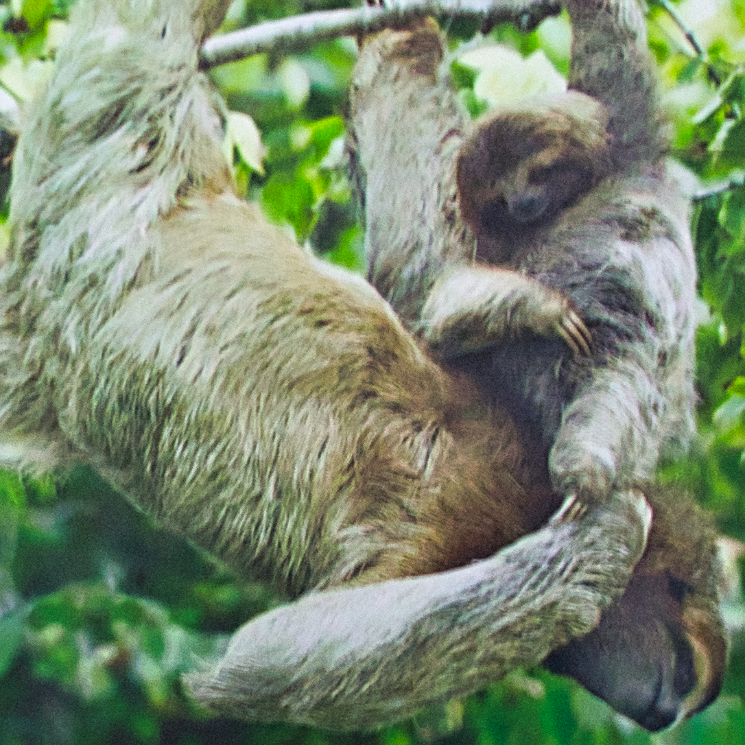 Das Faultier-Krankenhaus in Panama
