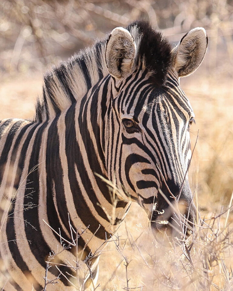 Namibia – Highlights und Sehenswürdigkeiten für deine Rundreise
